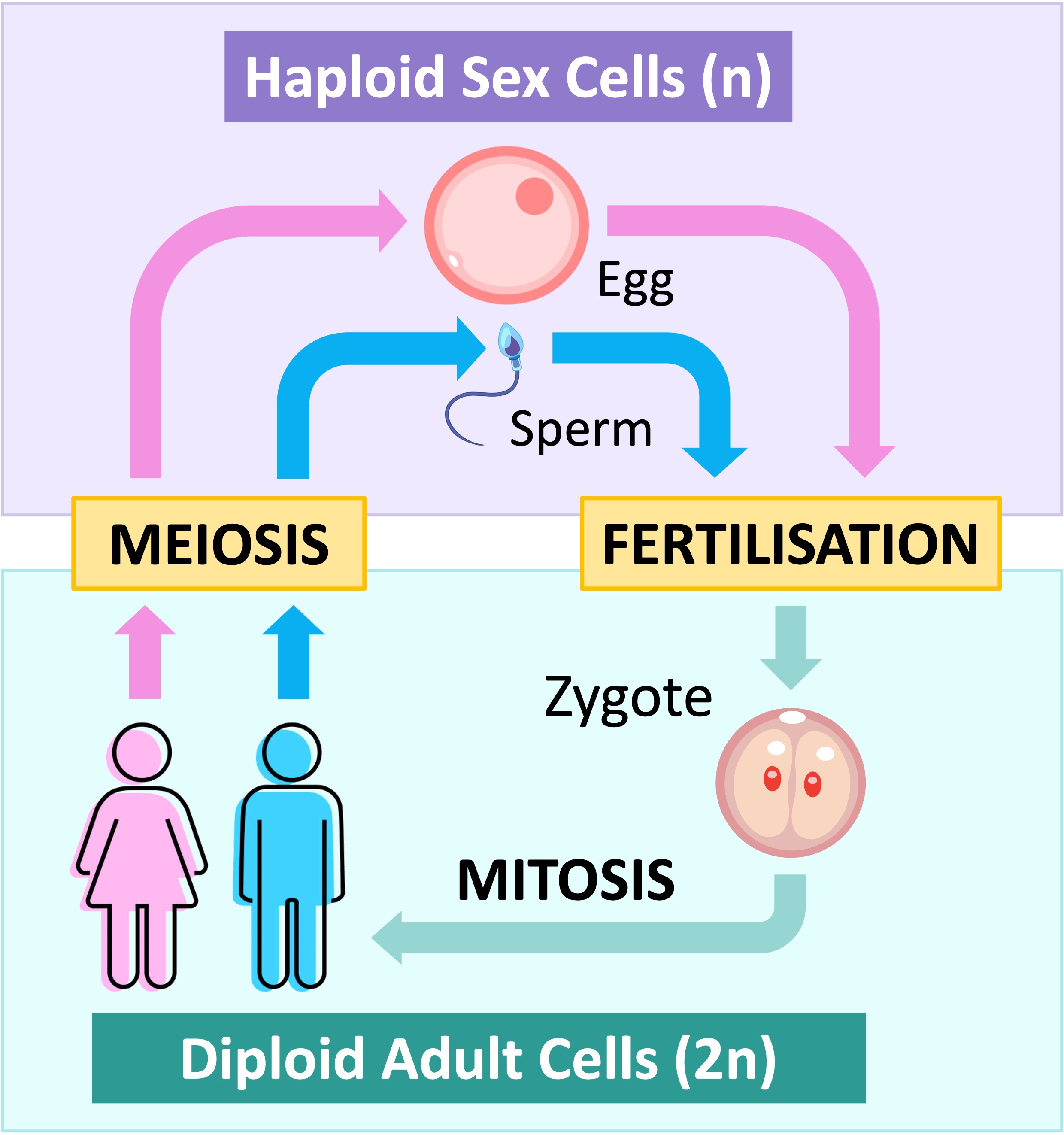 Diploid vs Haploid